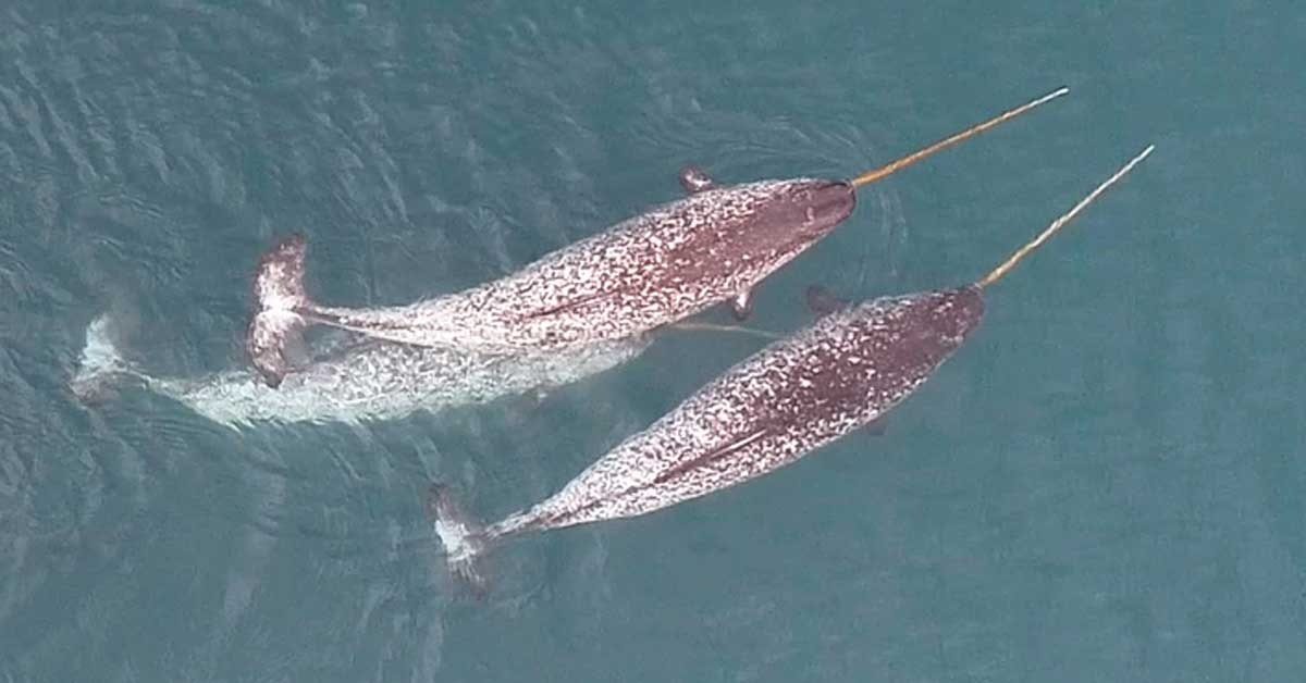 Narwhals use their tusks to both play and hunt | scienceillustrated.com