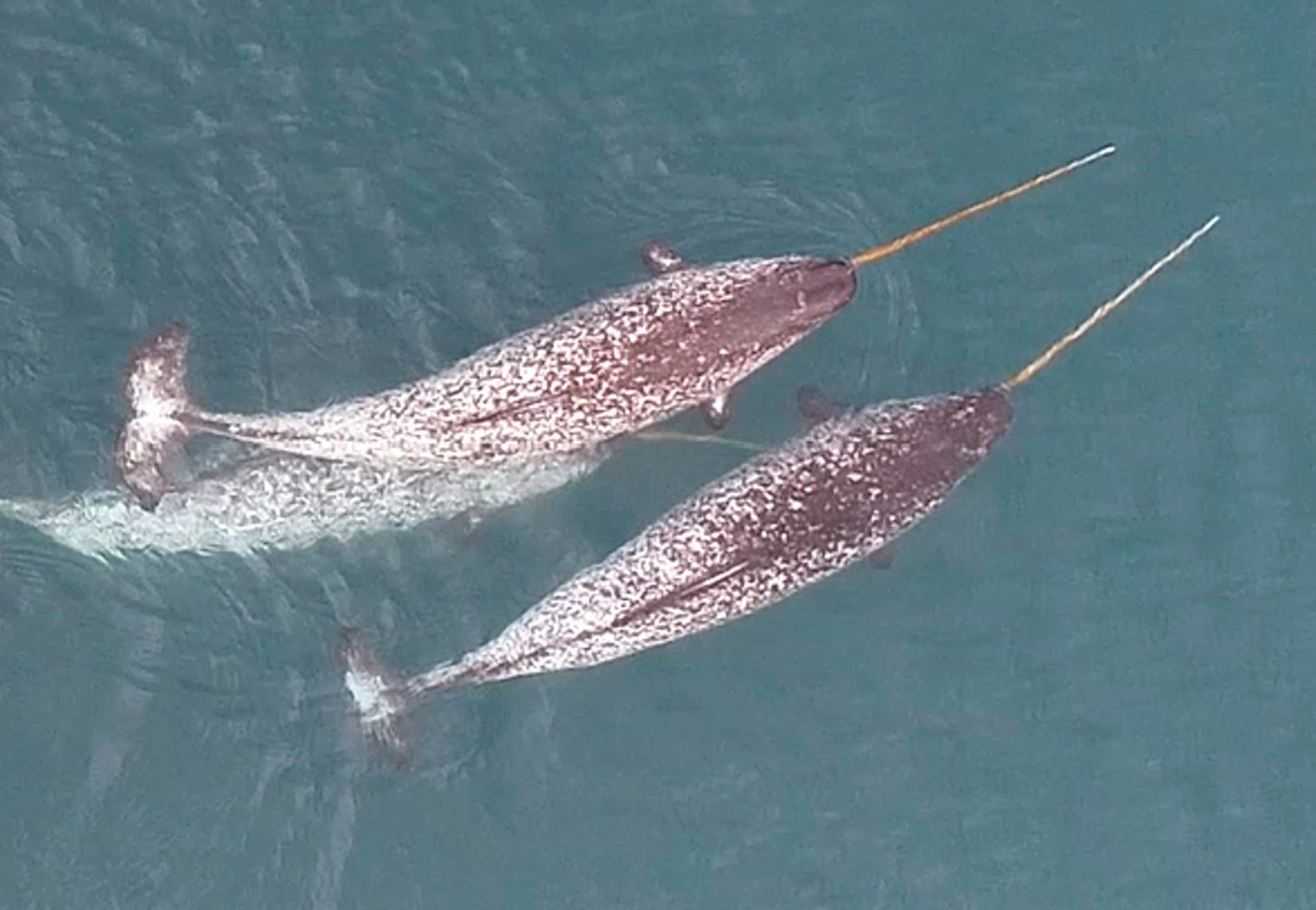 Narwhal Tusk Anatomy