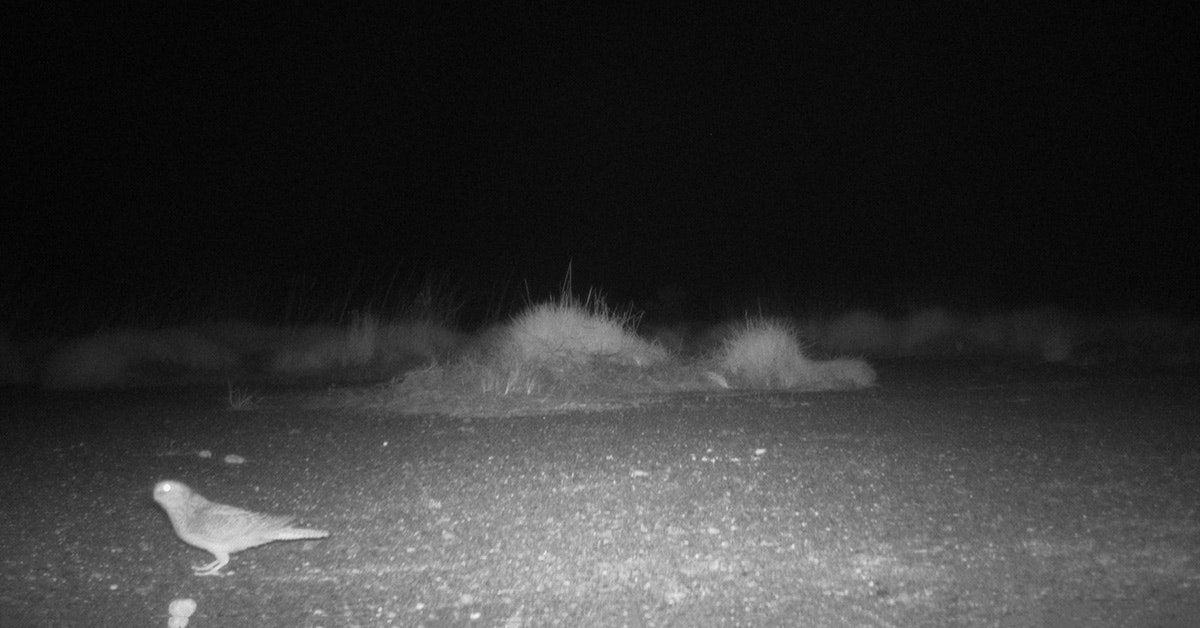 Australian researchers find 50 rare night parrots | scienceillustrated.com