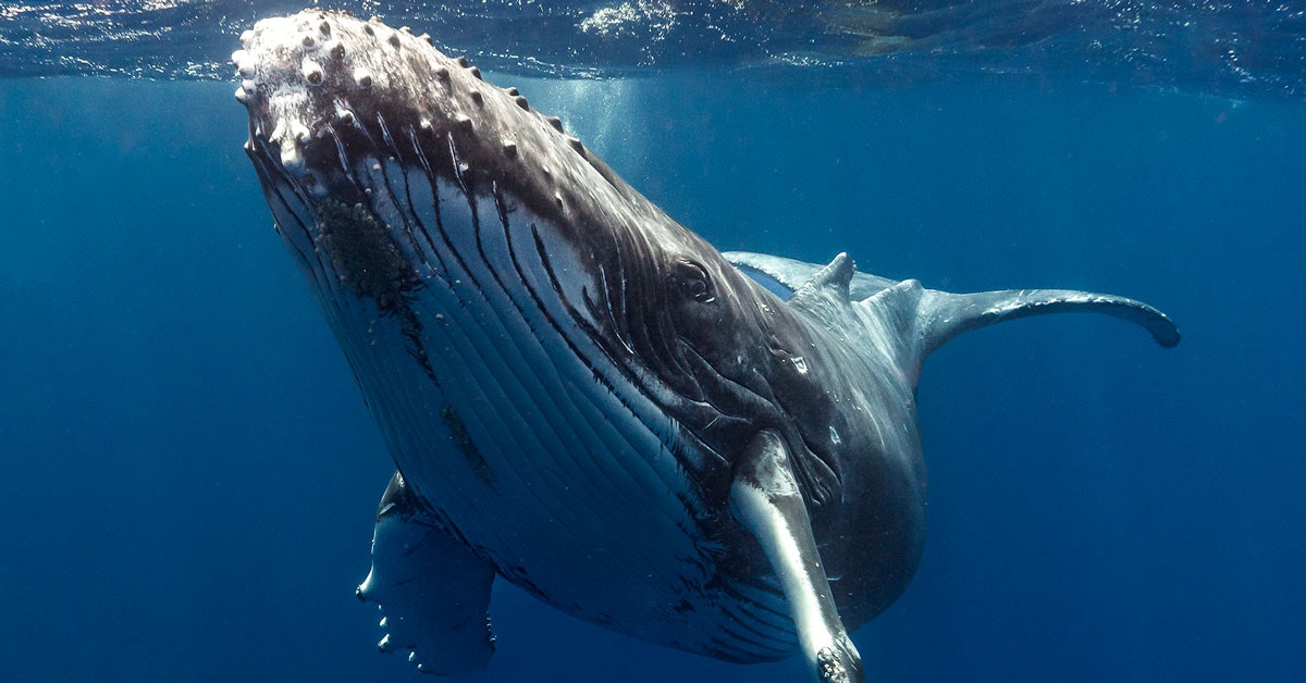 Rekordlang svømmetur: Pukkelhval rejste 13.000 kilometer for at parre ...