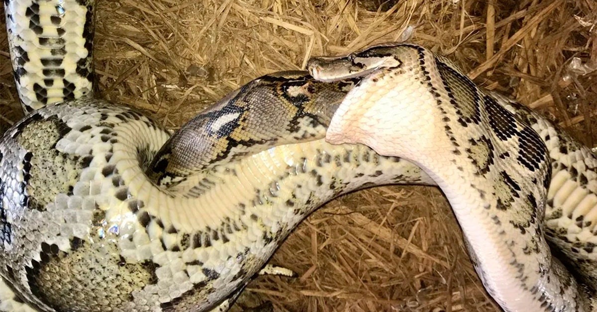 Aldrig set før: En af verdens største slanger udviste sjælden adfærd ...