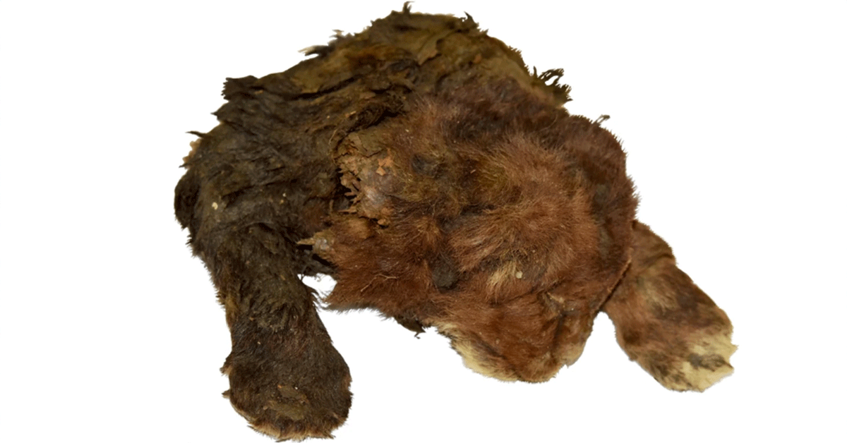 35,000-year-old feline cub mummy found in the permafrost ...