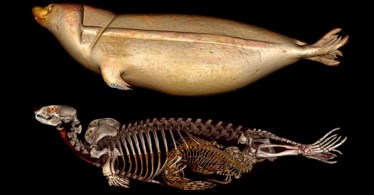 Very rare: seal from Danish aquarium had twins in her stomach ...