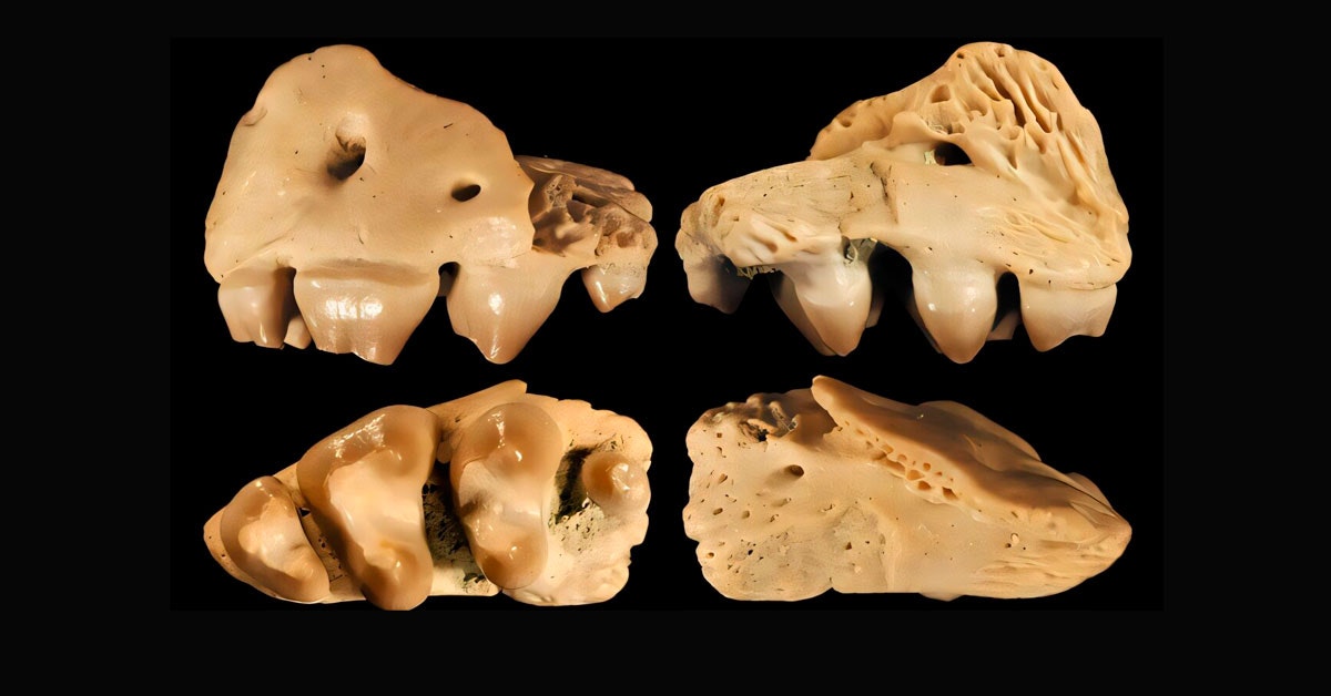 New species of prehistoric lizard with unusual jaw discovered ...