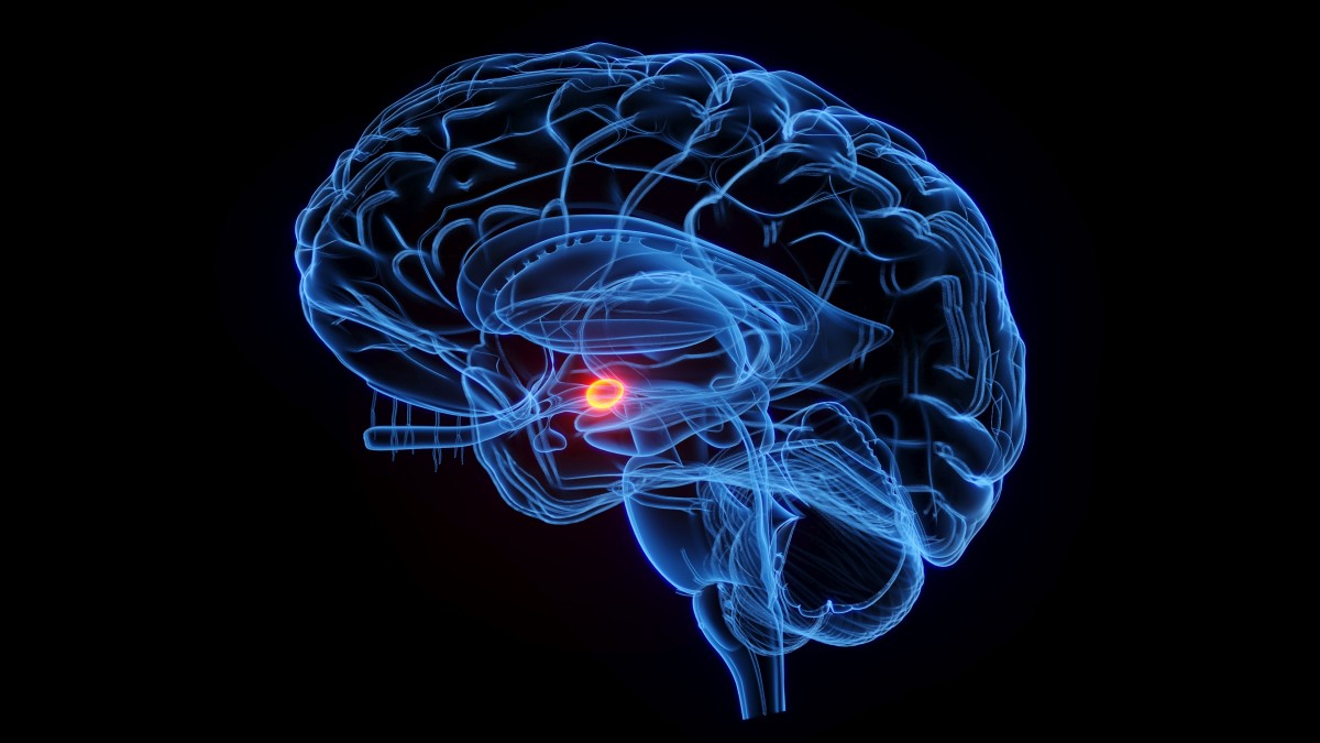 Hersenen Amygdala