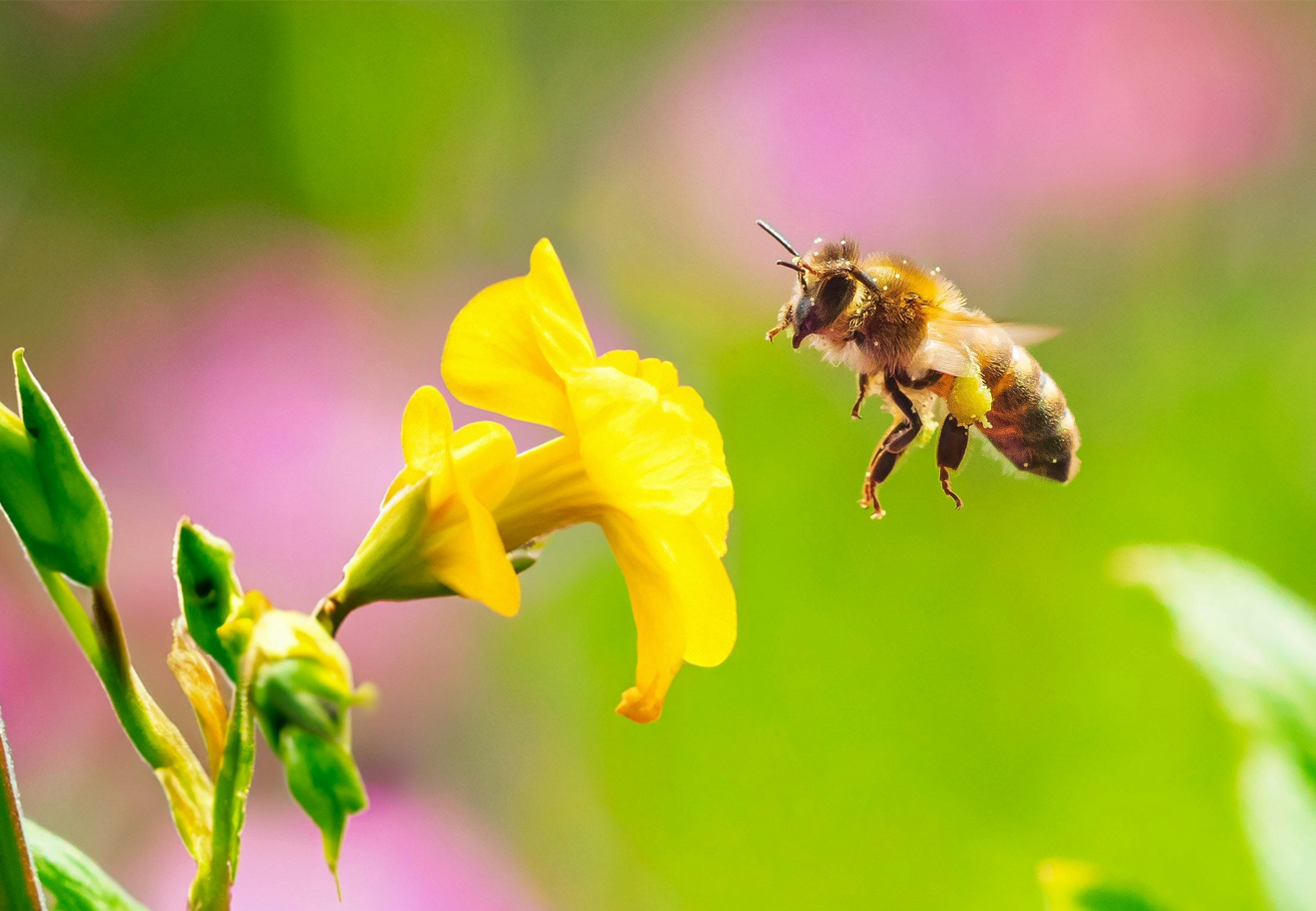 What you need to know about bees | scienceillustrated.com