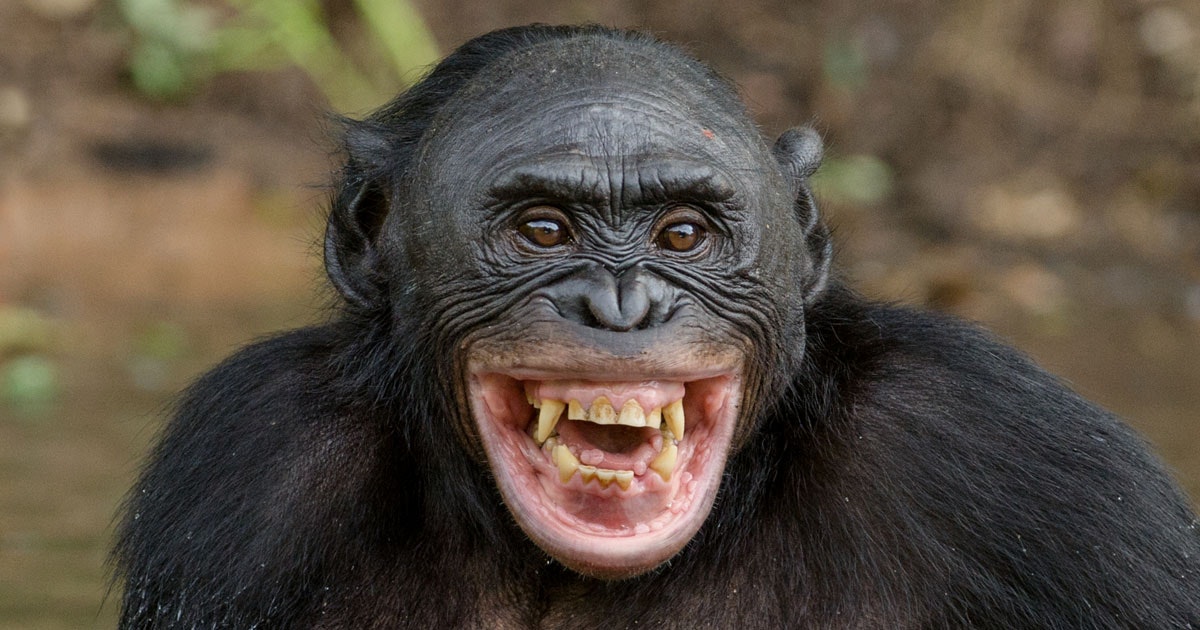 Du minder om en abe | illvid.dk