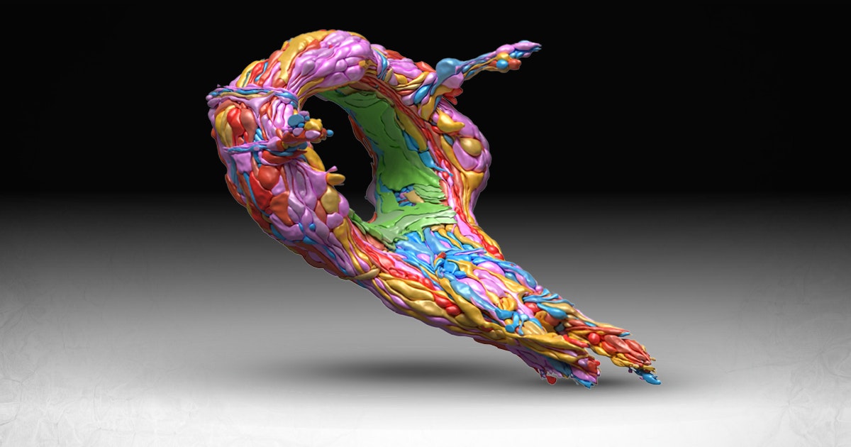 The 5 most extreme brains in the animal kingdom | scienceillustrated.com