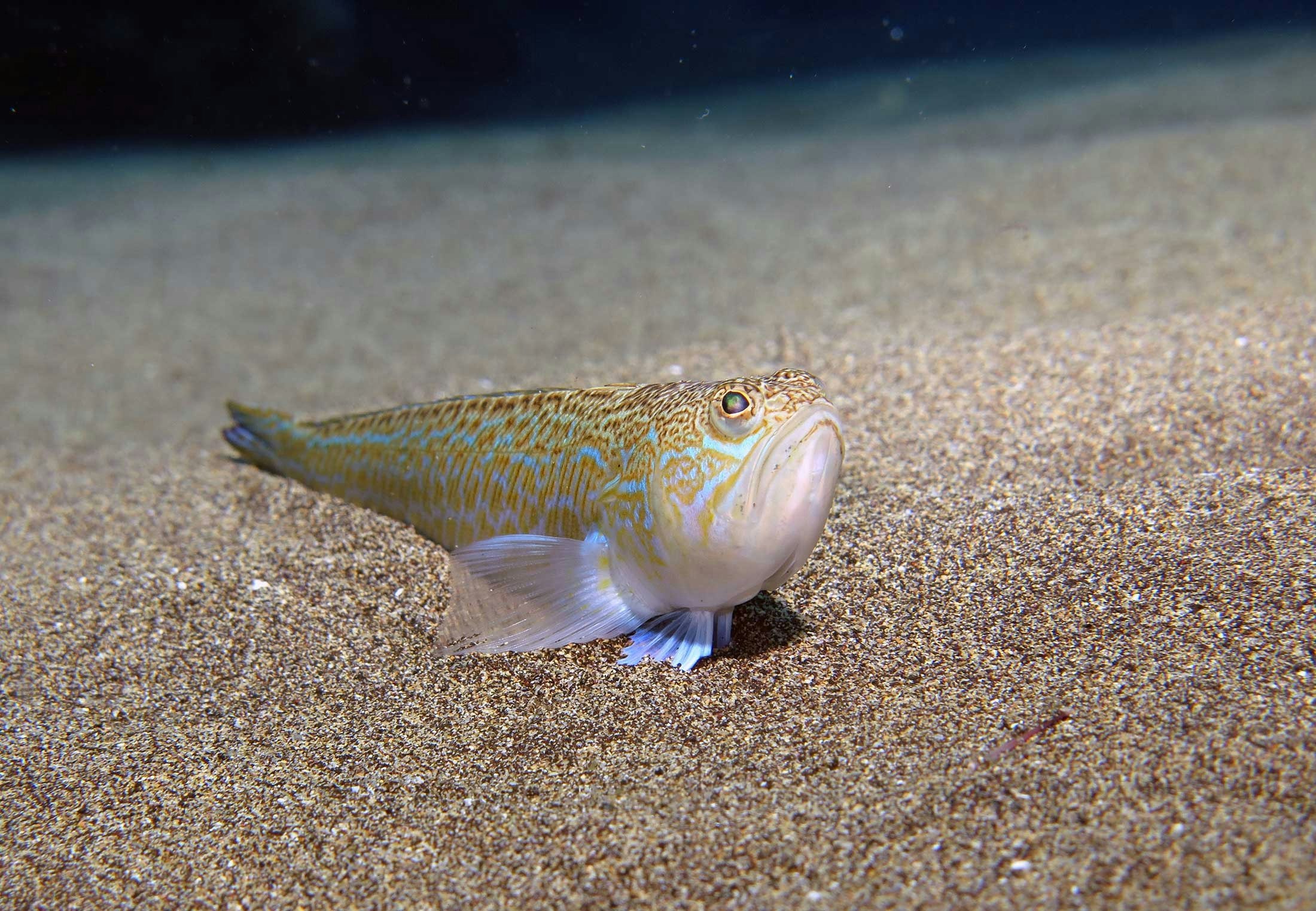 Fjesing – slik gjør du hvis du blir stukket | illvit.no