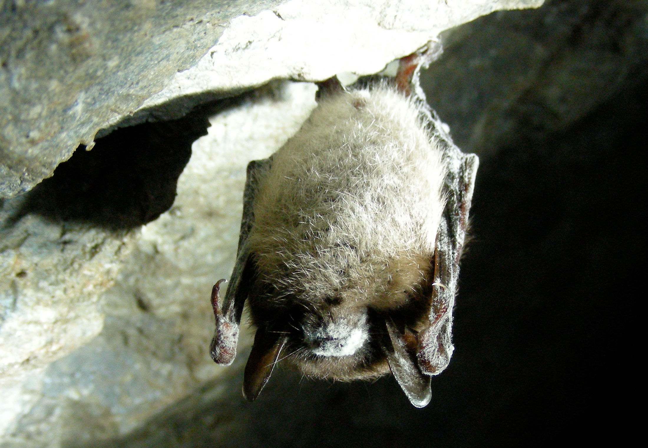Vampyrflaggermus Sover Vampyrflaggermus Angriper Mennesker I Brasil