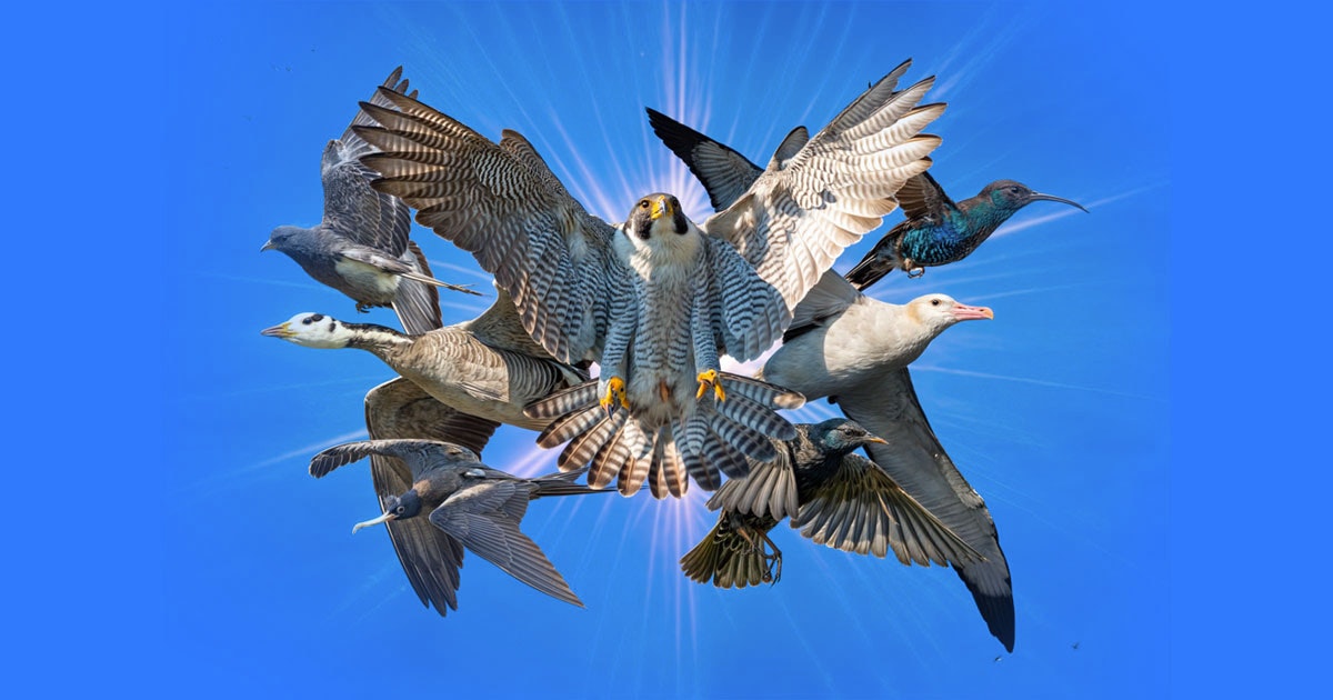 Extreme birds fly higher, faster, and further | scienceillustrated.com