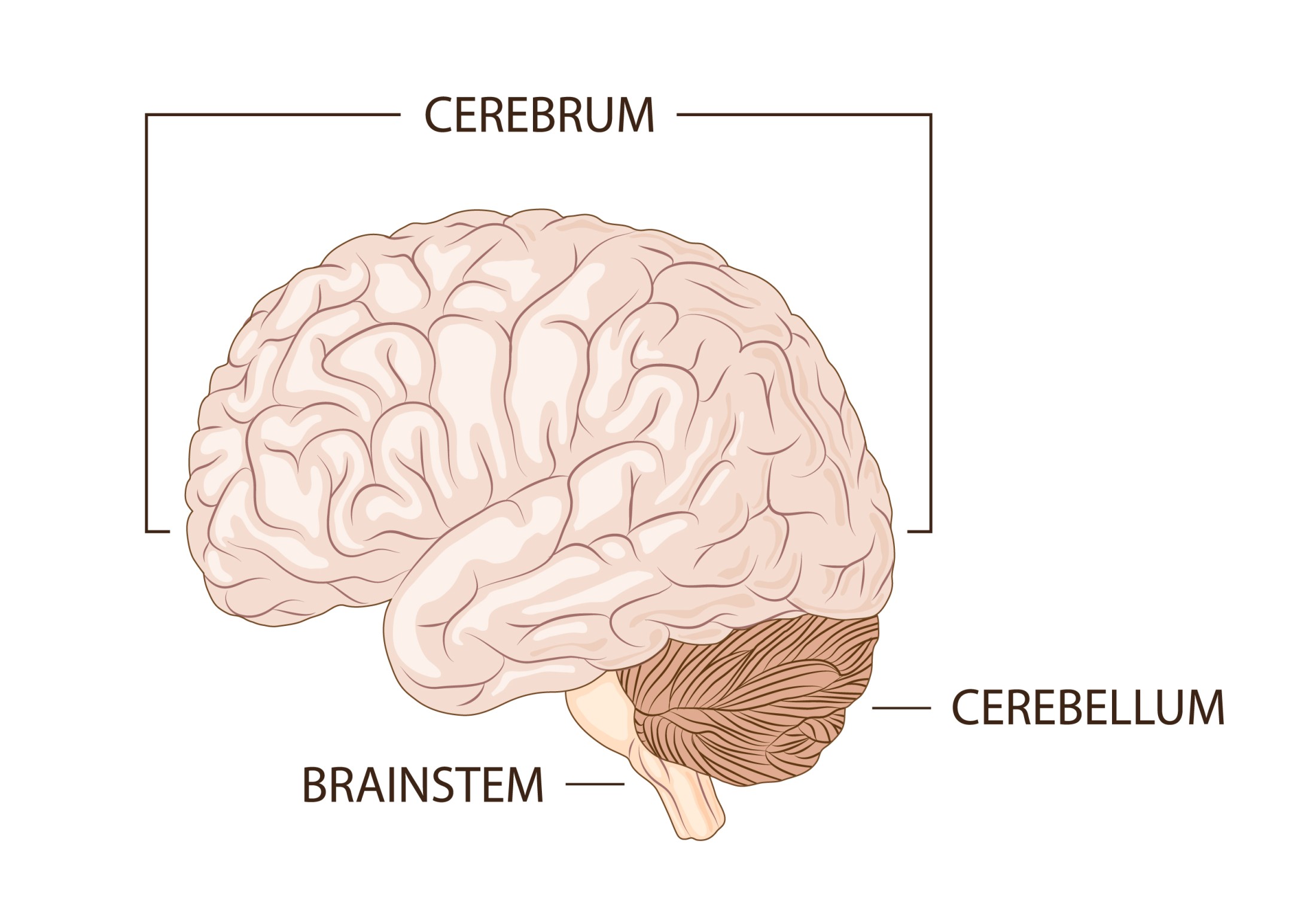 Hjernens Limbiske Systemdiagram