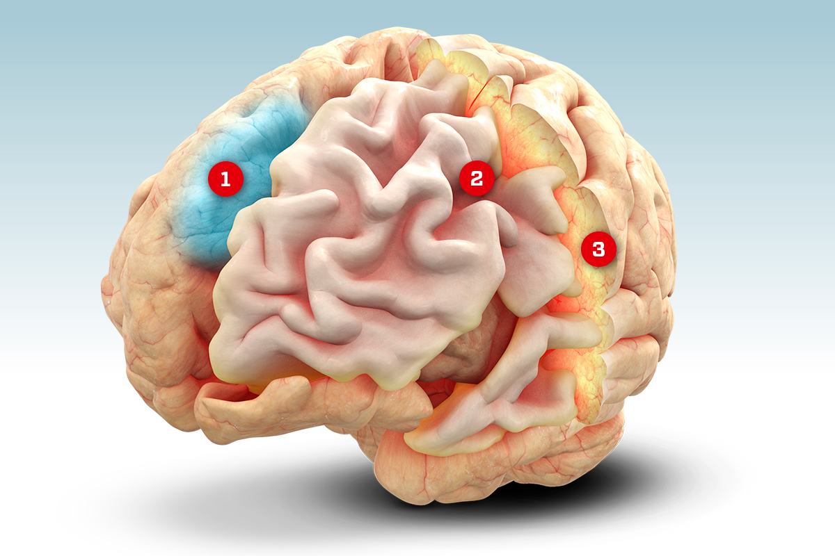 Albert Einstein Hjerne Vs Normal Hjerne PROGRAM FORÅR 2017