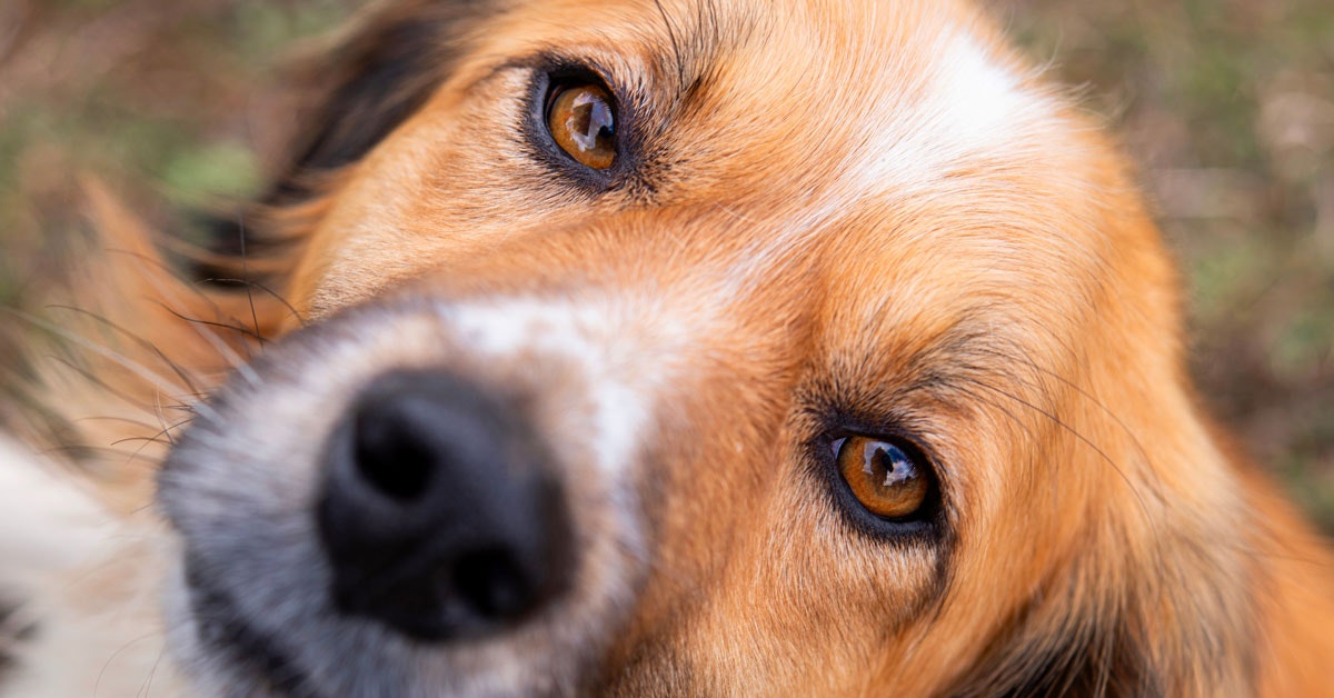 Study: dogs communicate by blinking | scienceillustrated.com