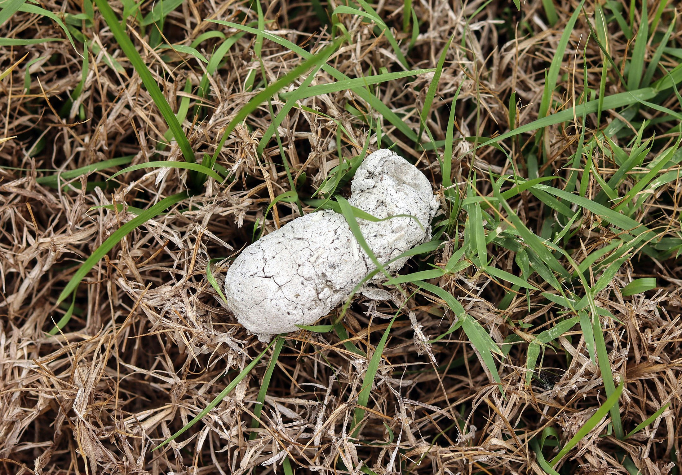 Waarom zie je nooit meer witte hondendrollen? | wibnet.nl