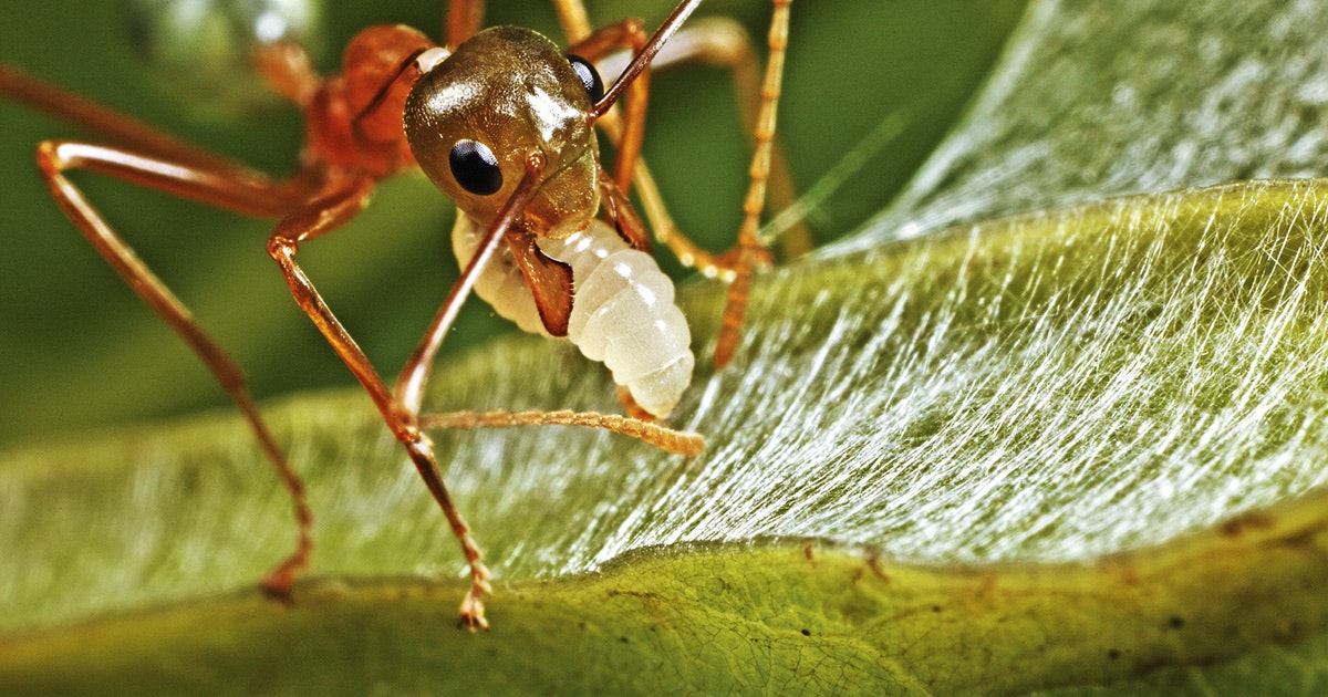 Insects invented nature's best tricks | scienceillustrated.com
