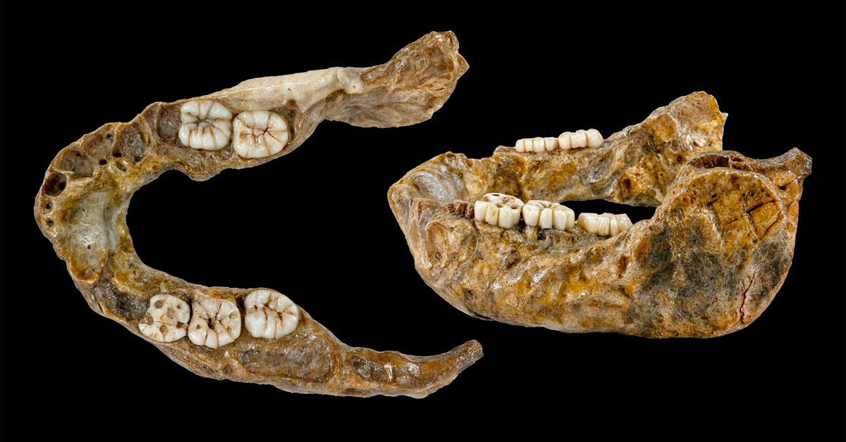 Kæbeknogle fra Sydafrika kan stamme fra ukendt udgave af Paranthropus ...