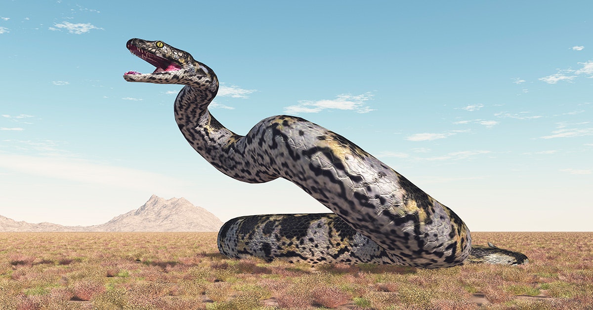 Vasuki indicus er kanskje den største slangen noensinne | illvit.no