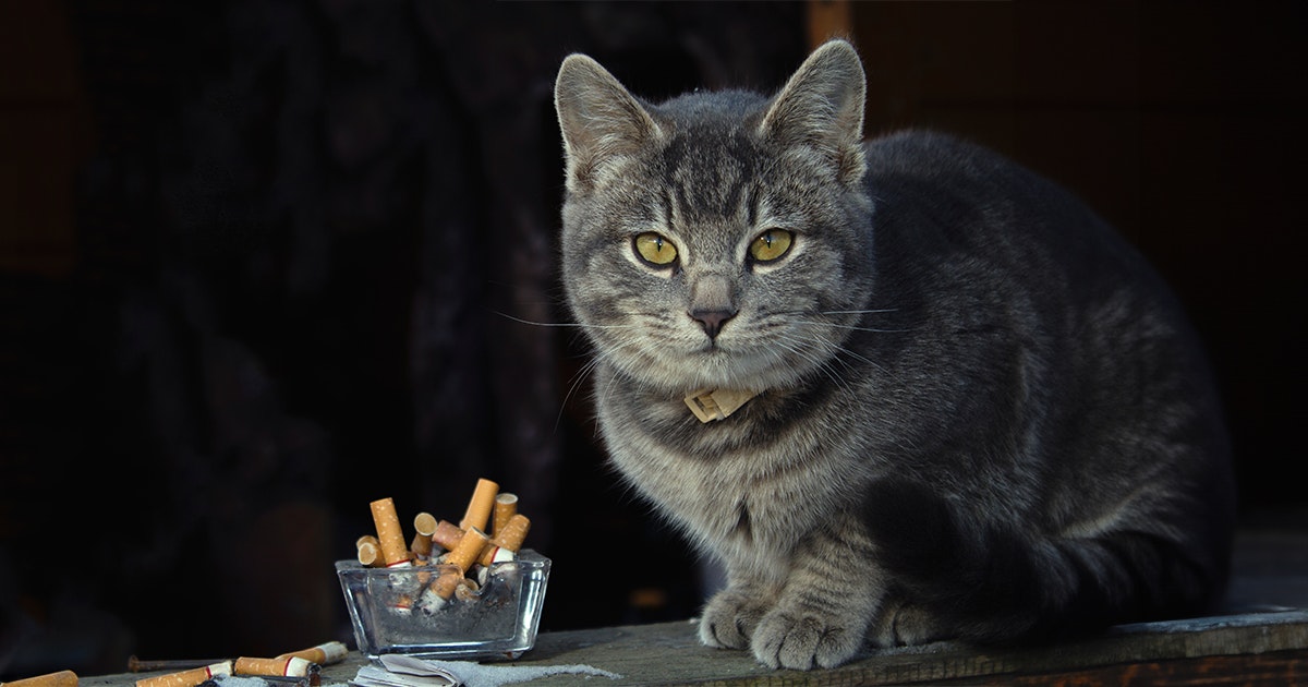 Kunnen huisdieren ziek worden van passief roken? | wibnet.nl