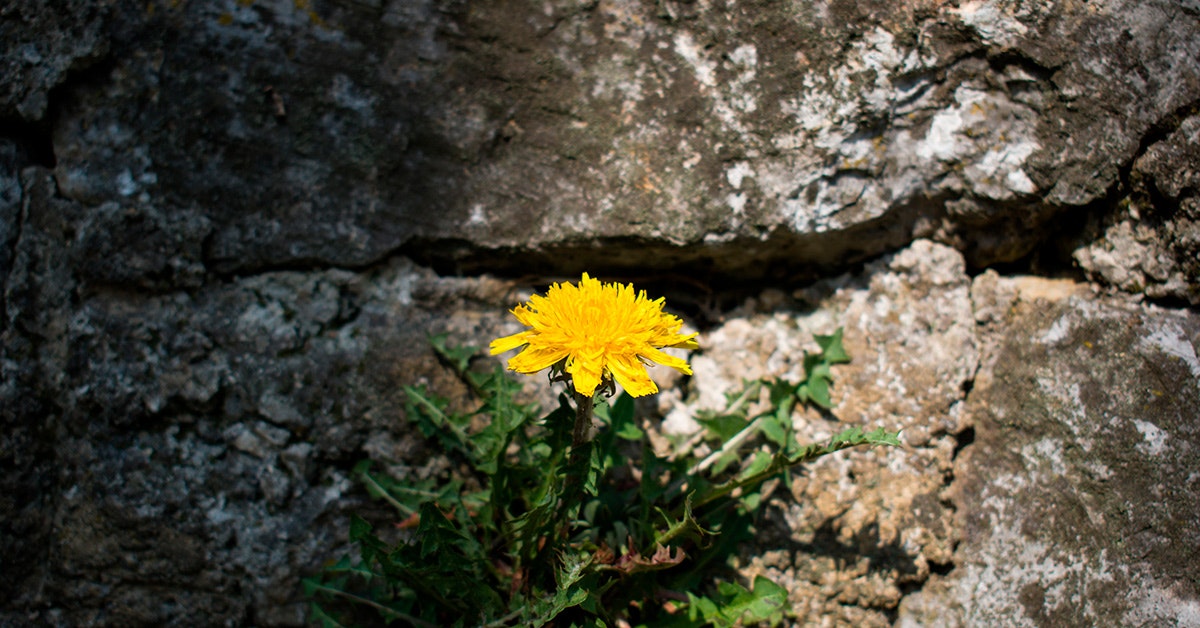 Studie: Livets byggstenar kan komma från bergssprickor | illvet.se