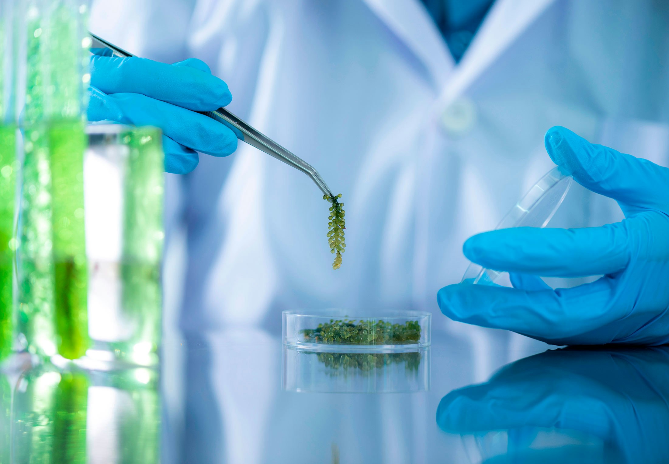 Alger på menuen | illvid.dk