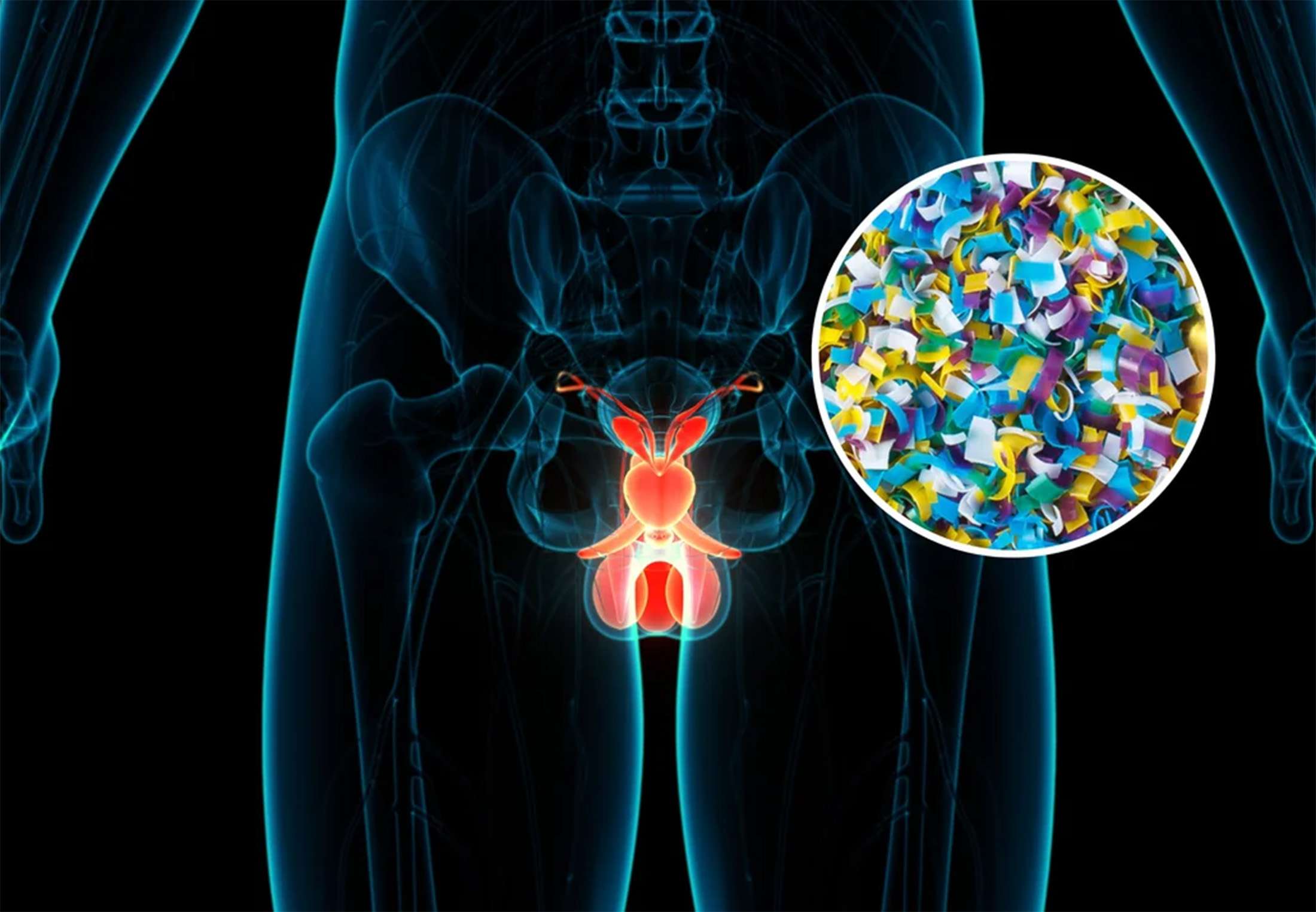 Mannlige Reproduktive System Testikler