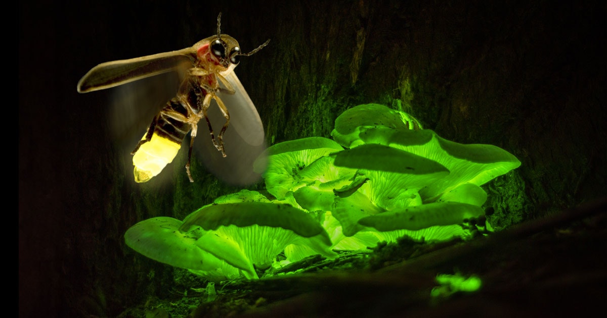 Bioluminescence - animals switched on the light over and over again ...