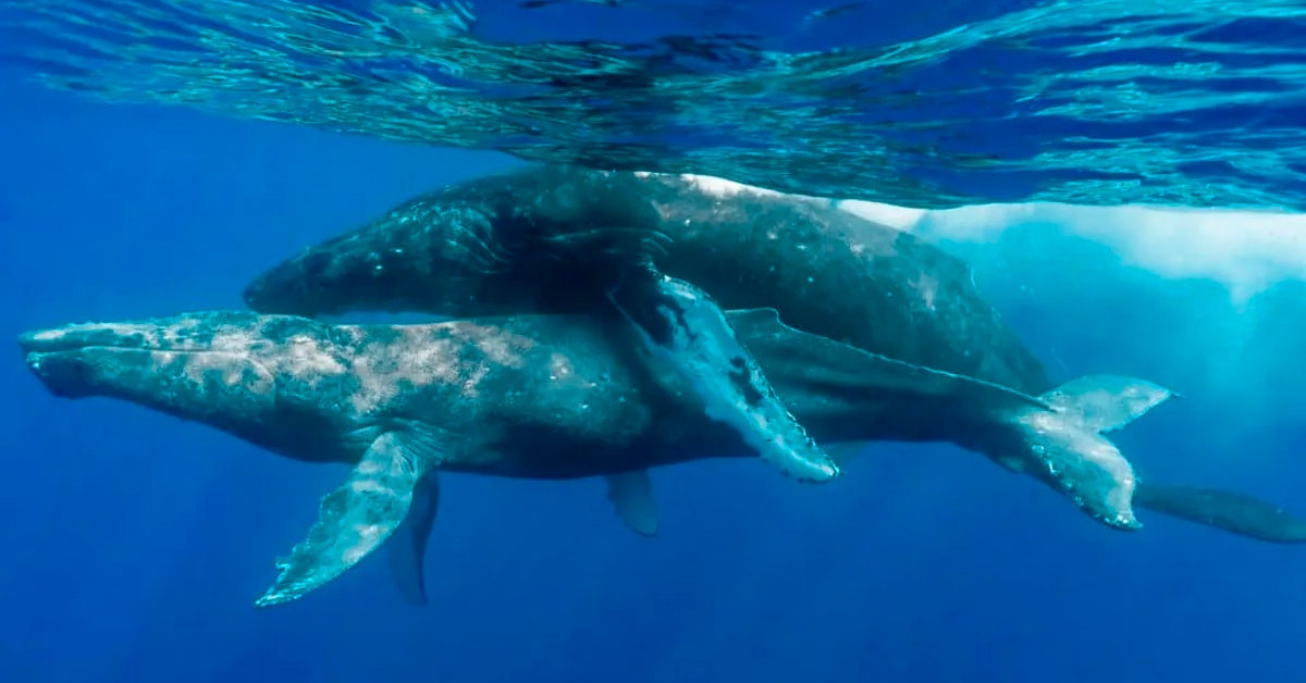 Knølhvalens parring fotografert for første gang – nå fører bildene til ...