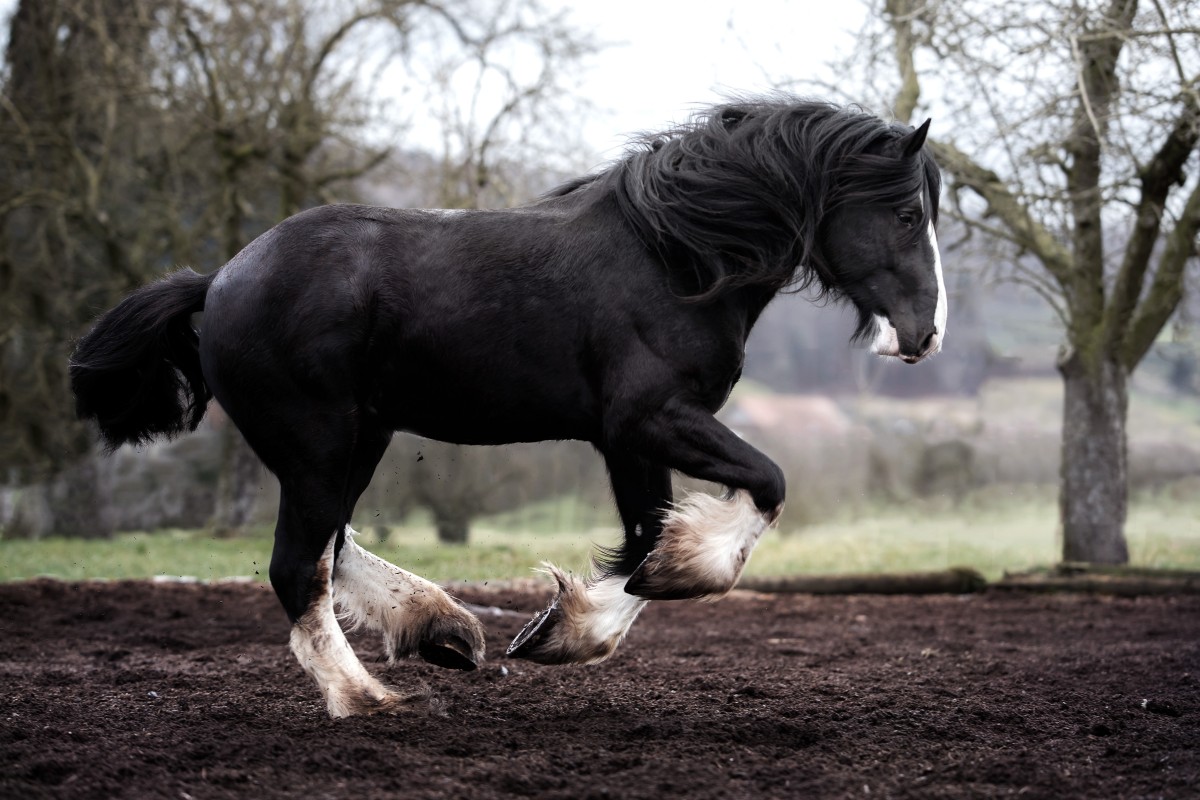 Magerste Paard Ter Wereld