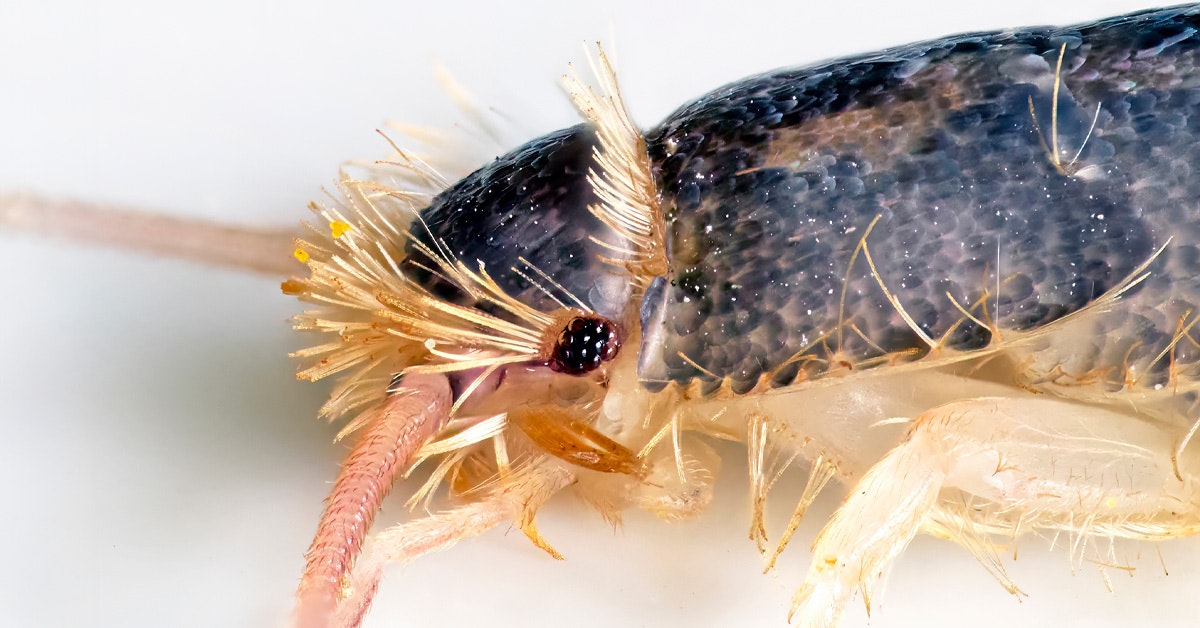 Wat je moet weten over papiervisjes | wibnet.nl