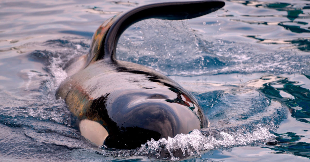 Se filmen: Späckhuggare attackerar havets största haj | illvet.se