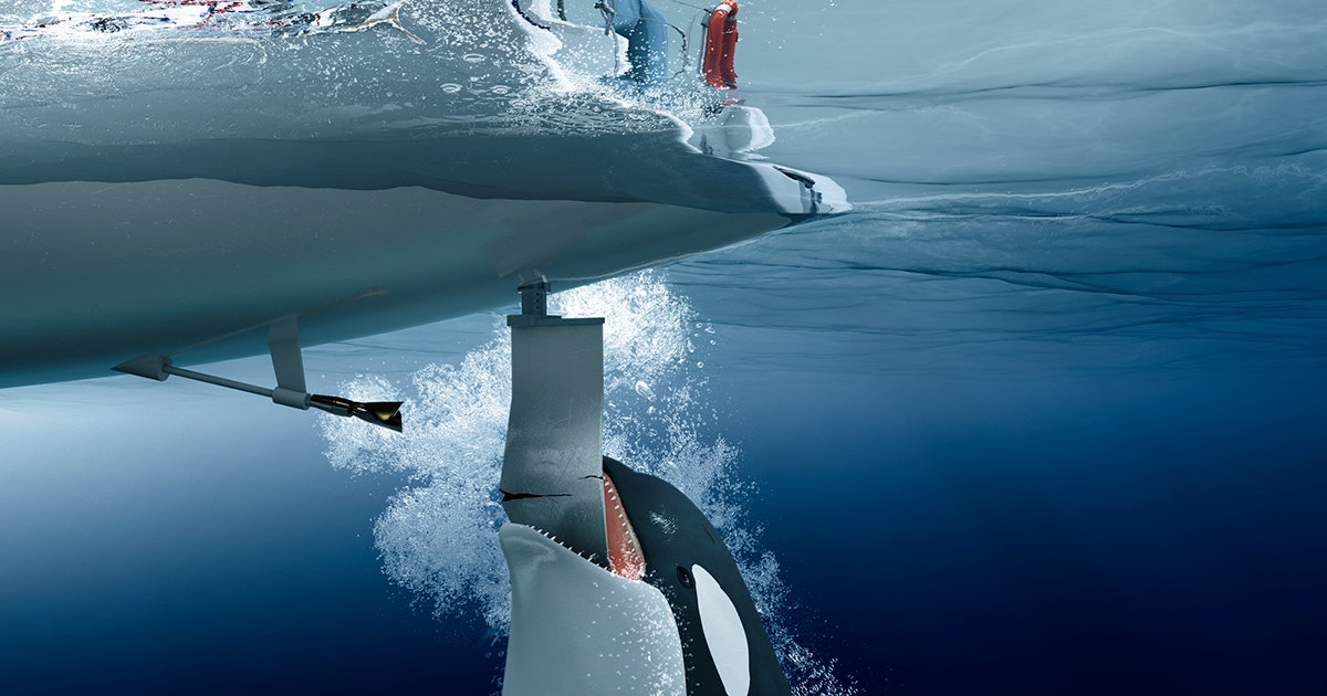 Späckhuggare tar hämnd i Gibraltar sund | illvet.se