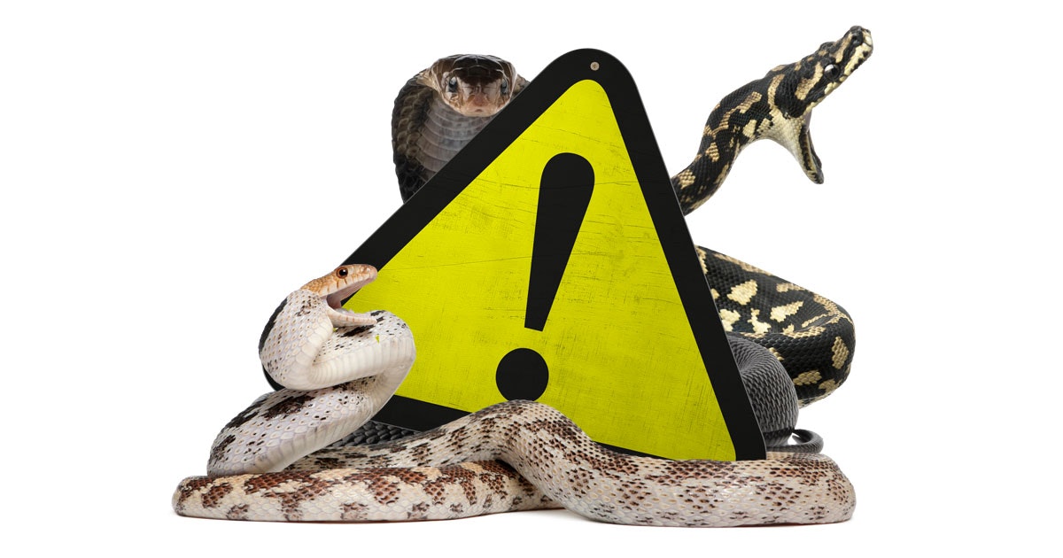 The deadliest snakes are designed to kill | scienceillustrated.com