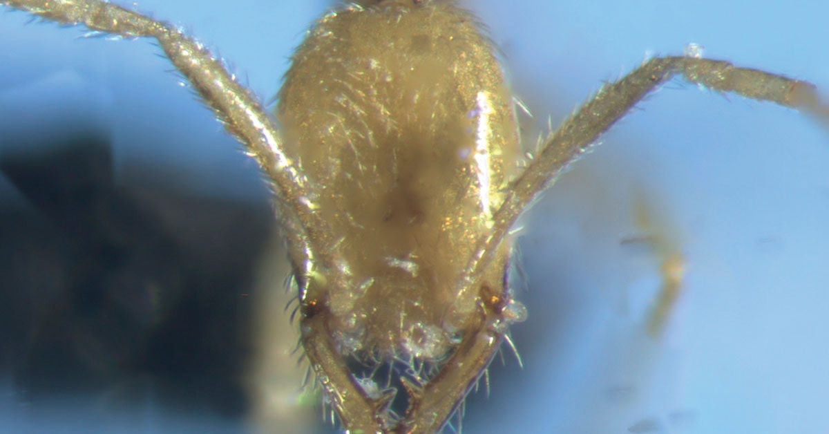 Researchers discover a new ant species deep in the ground ...