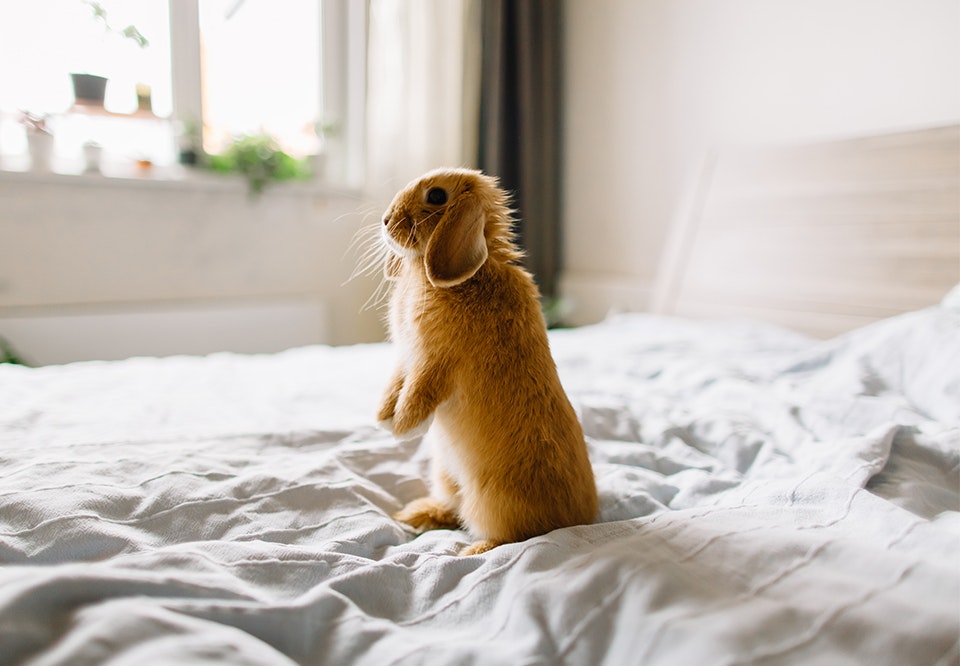 Kanin navne | Læs 50 nuttede navne til kaniner her | woman.dk