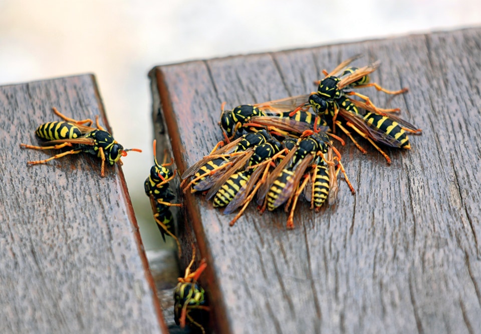 9 ting, du kender lidt for godt, hvis du er vildt bange for hvepse ...