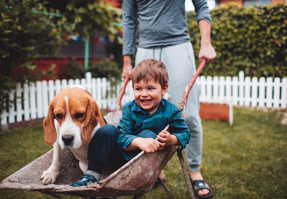 Hunderacer | Her er de bedste hunderacer for begyndere | woman.dk