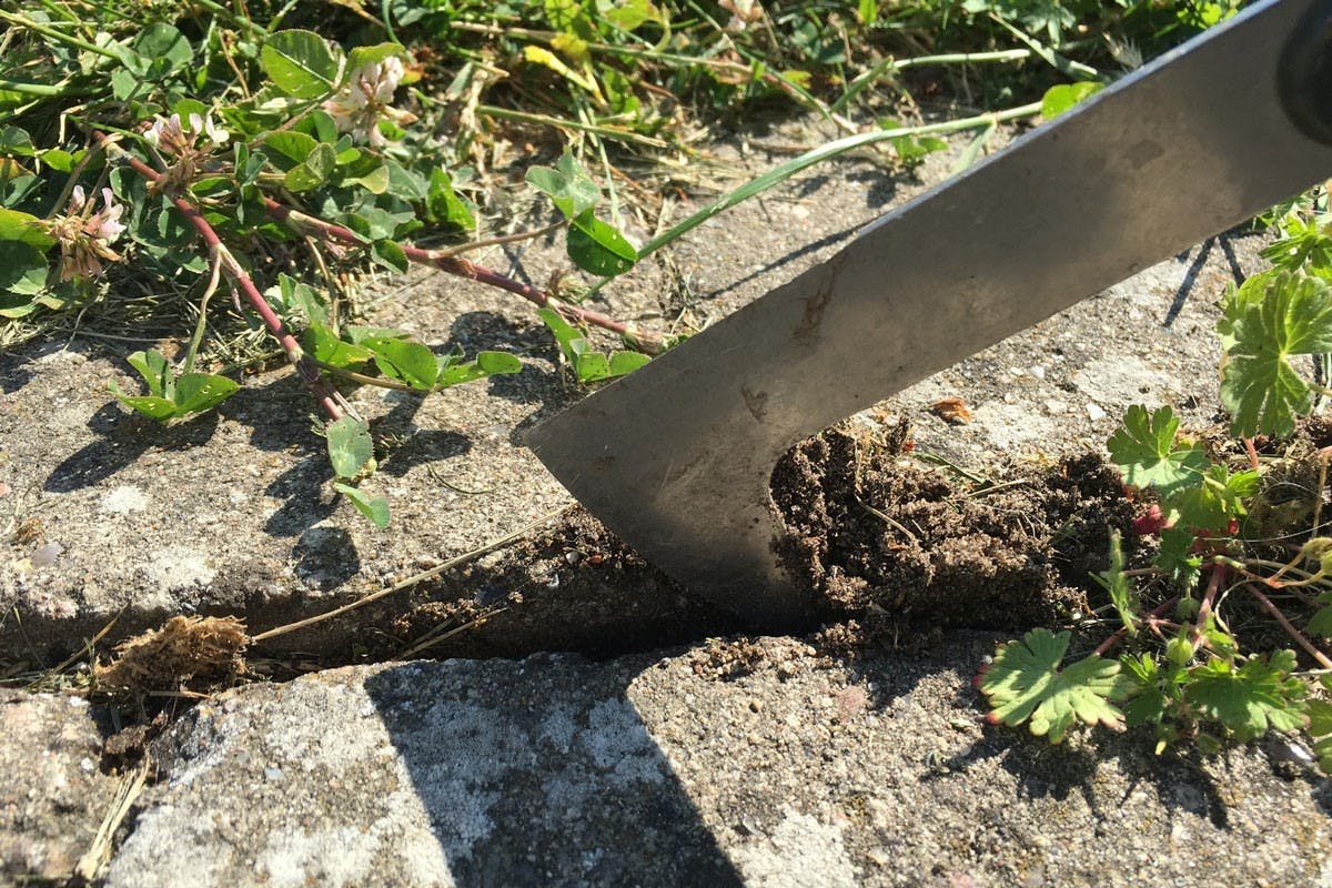 Slik bekjemper du ugress | Gjør Det Selv